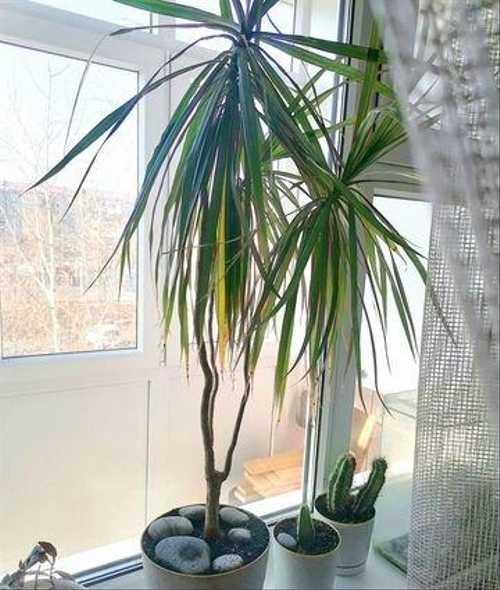 Цветок Драцена как пальма 1,2 метра