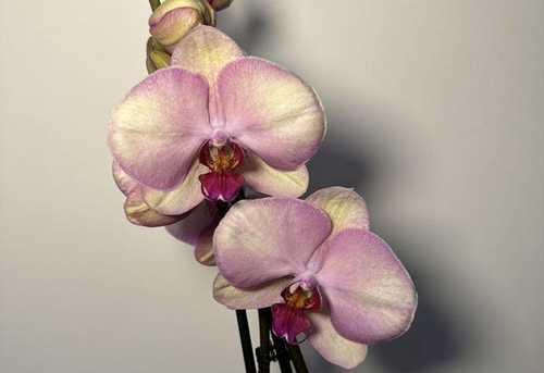 Орхидея фаленопсис хазарт