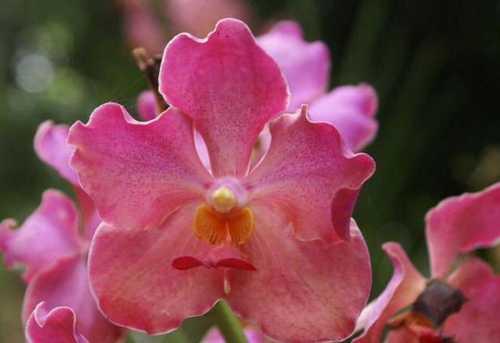 Кора для орхидеи