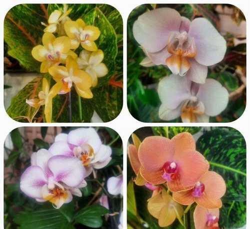 Сортовая орхидея фаленопсис