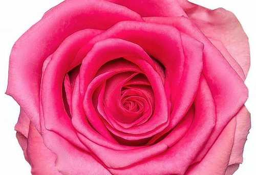 Роза Абигейл (70 см.) Премиум