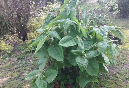 Дикий виноград - или В народе девичий