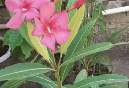 Олеандр розовый