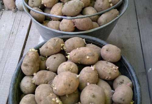 Семенной картофель