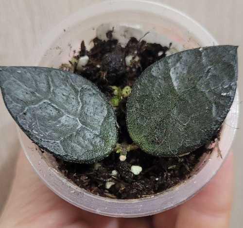 Дисхидии Hirsuta Big Leaf Red