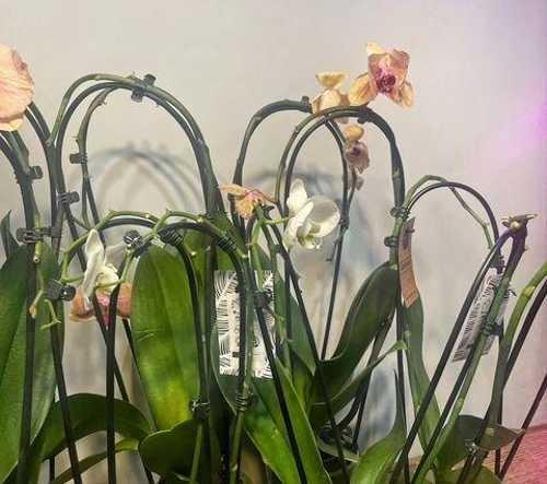 Отцвевшая орхидея (фаленопсис)