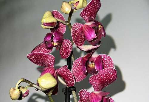 Орхидея фаленопсис Кимоно трилипс