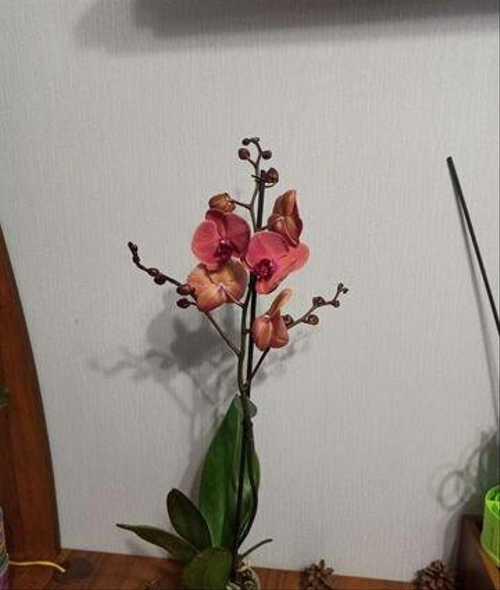 Орхидея фаленопсис Asian Coral