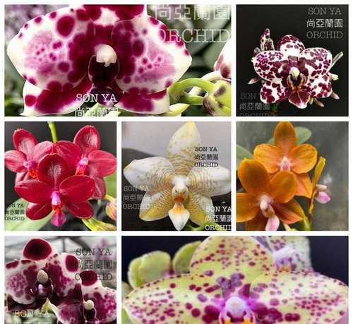Орхидея фаленопсис Микс от SON YA