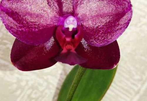 Орхидея фаленопсис Sogo Relex