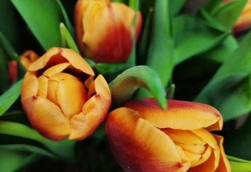 Тюльпаны в розницу