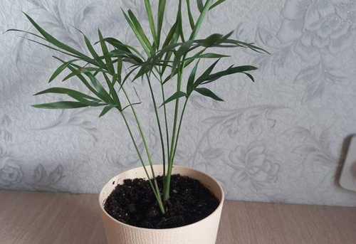 Пальма Хамедорея (комнатное растение)