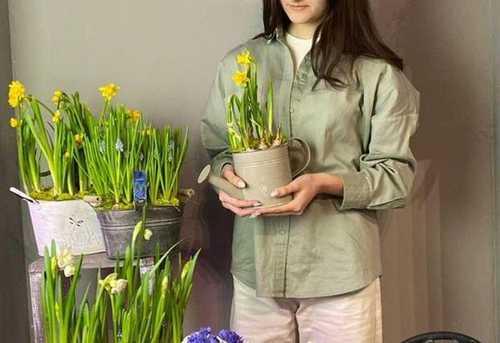 Луковичные первоцветы нарцисы гиацинты крокусы
