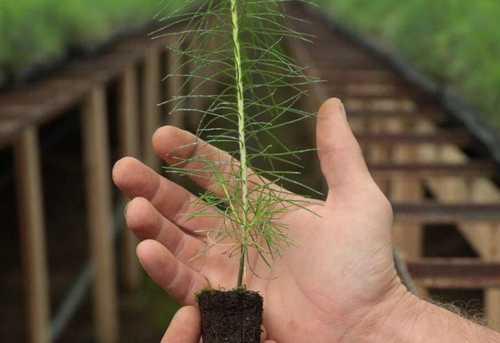 Сеянцы зкс Сосны Ели обыкновенной сибирской