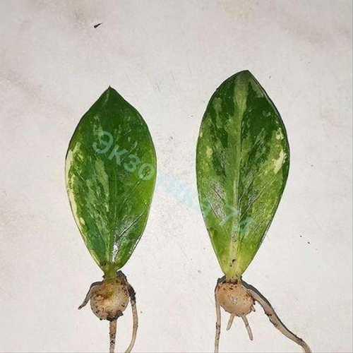 Замиокулькас short leaf variegated