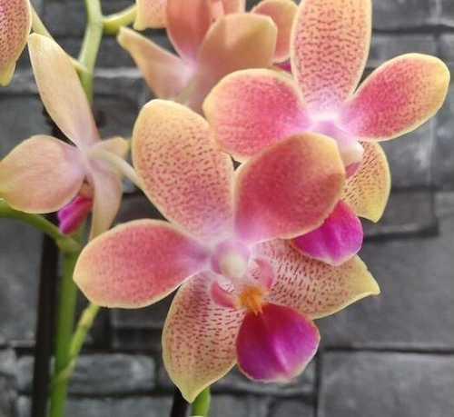 Орхидея фаленопсис Утренний бриз