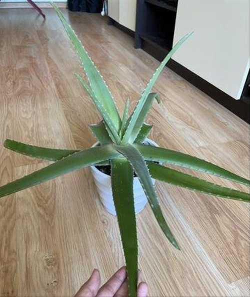 Алоэ Вера (aloe vera)