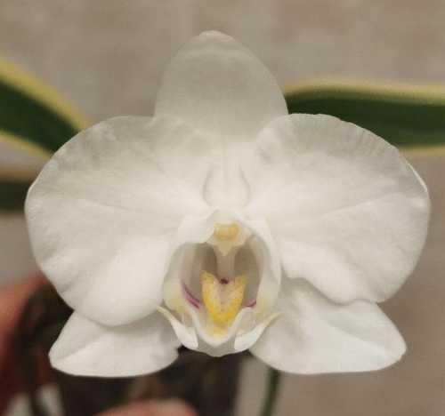 Орхидея Phal. amabilis (variegata)