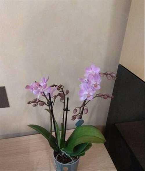 Орхидея мультифлора Сакура, 3 ствола
