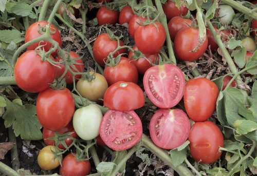 Семена томатов барри F1