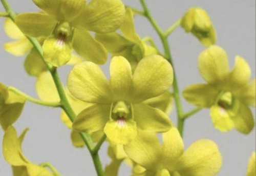 Орхидея Den.(Thongchai Gold x Udom Yellow)