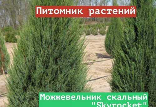 Саженцы Можжевельник скальный Skyrocket