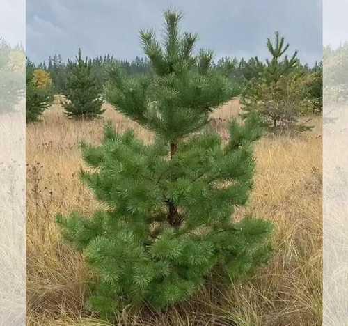 Декоративные хвойные деревья