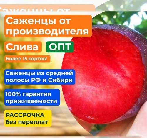 Саженцы сливы оптом. окс