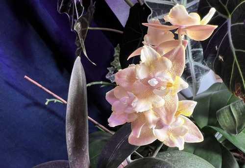 Орхидея фаленопсис парфюмерная фабрика бабочка