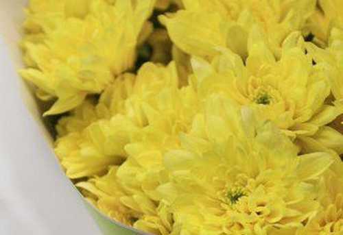 Букет из 5 желтых кустовых хризантем