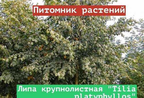Саженцы Липа крупнолистная Тilia platyphyllos