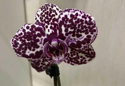 Орхидея фаленопсис Дикий кот (домашняя)