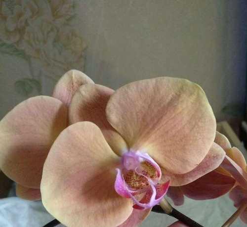 Орхидея фаленопсис Golden apple цветет