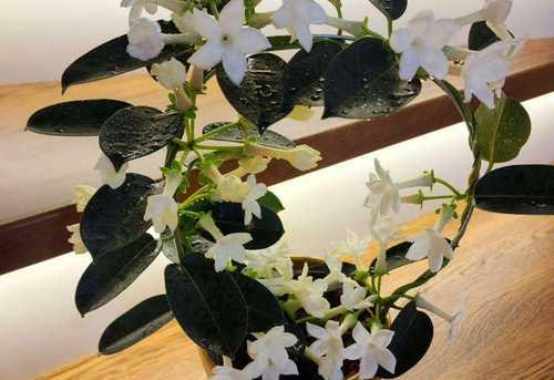 Жасмин мадагаскарский (Jasminum Stephanotis)