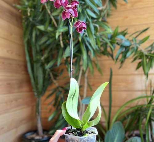 Орхидея фаленопсис кимоно пелор