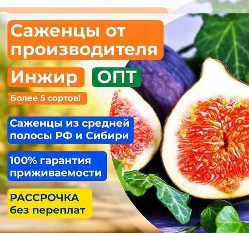 Саженцы инжира оптом