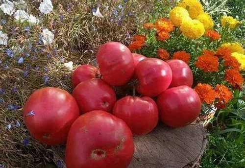 Семена томата Выбор Билла Фасоли США