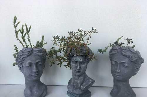 Суккуленты