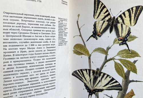 Винтажные иллюстрации бабочек в книге 1979 года