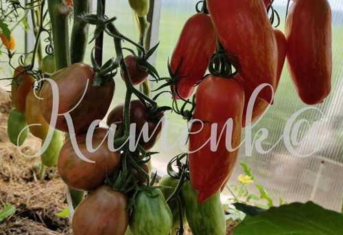 Семена коллекционных томатов, гномы