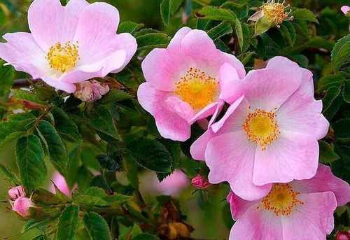 Семена Розы Канина (шиповник)