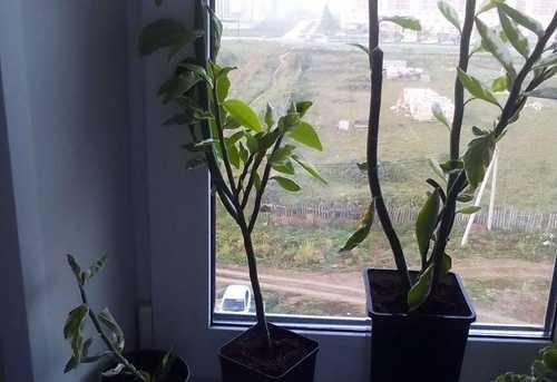 Комнатные растения.Педилантус