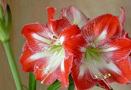 Цветок амариллис(Гиппеаструм)
