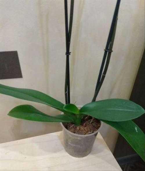 Орхидея фаленопсис Caribbean Dream