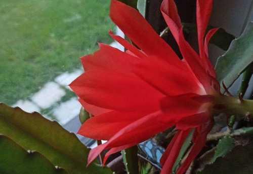 Эпифиллум красный(лесной кактус)