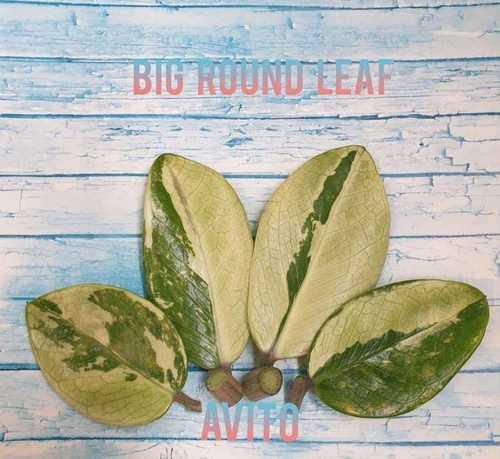 Замиокулькас Big Round Leaf