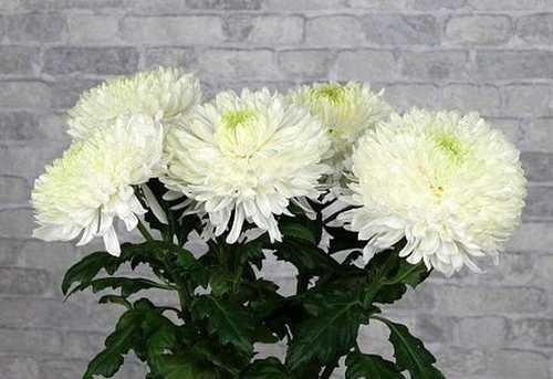 Белая одноголовая хризантема