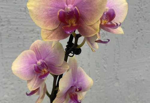 Орхидея фаленопсис Сара Бланш