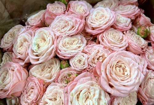 Кустовые розы розовые