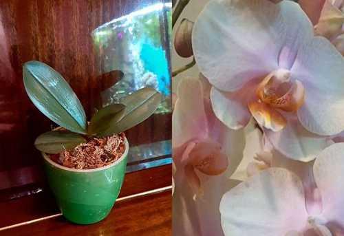 Орхидеи Дендробиум/ Фаленопсис
